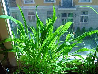 Best Plants for Betta Fish: A Guide to Creating a Lush and Healthy Tank ...