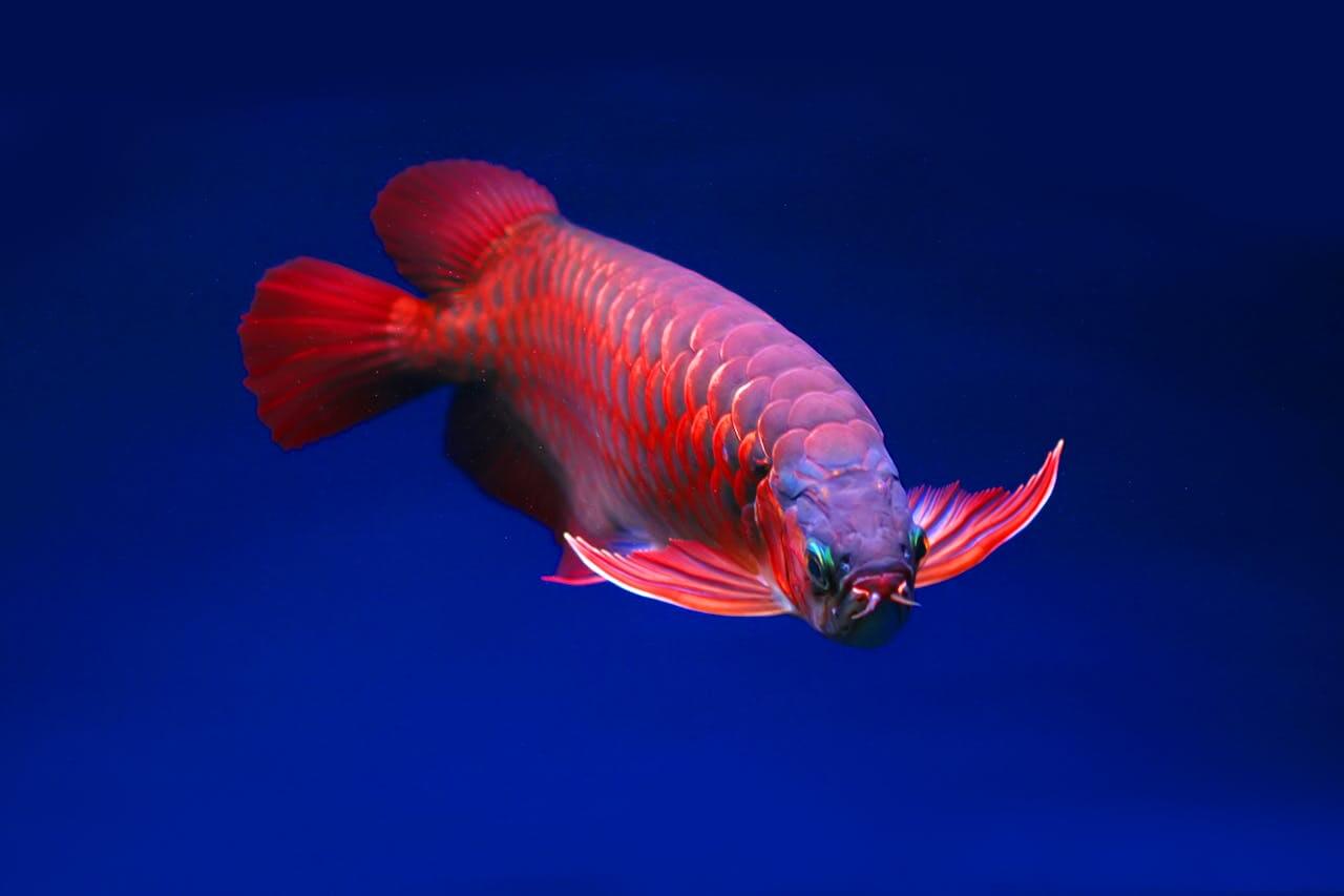 Arowana Lifespan: How Long Do Arowanas Live and How to Extend It?