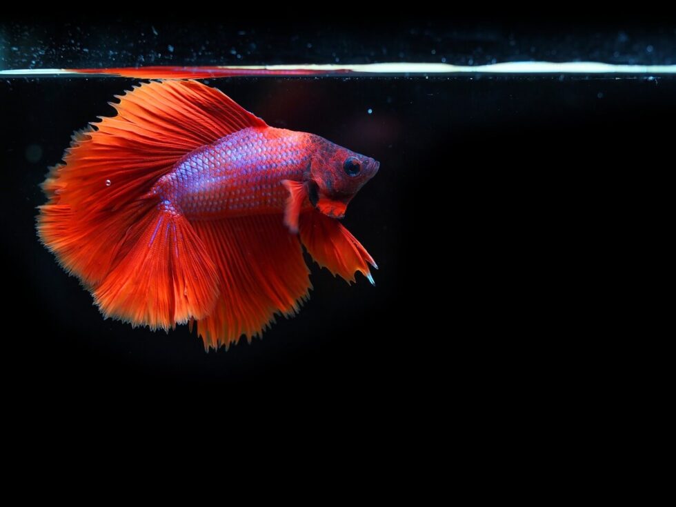 What Water Temperature Is Best for a Betta Fish? A Simple Guide