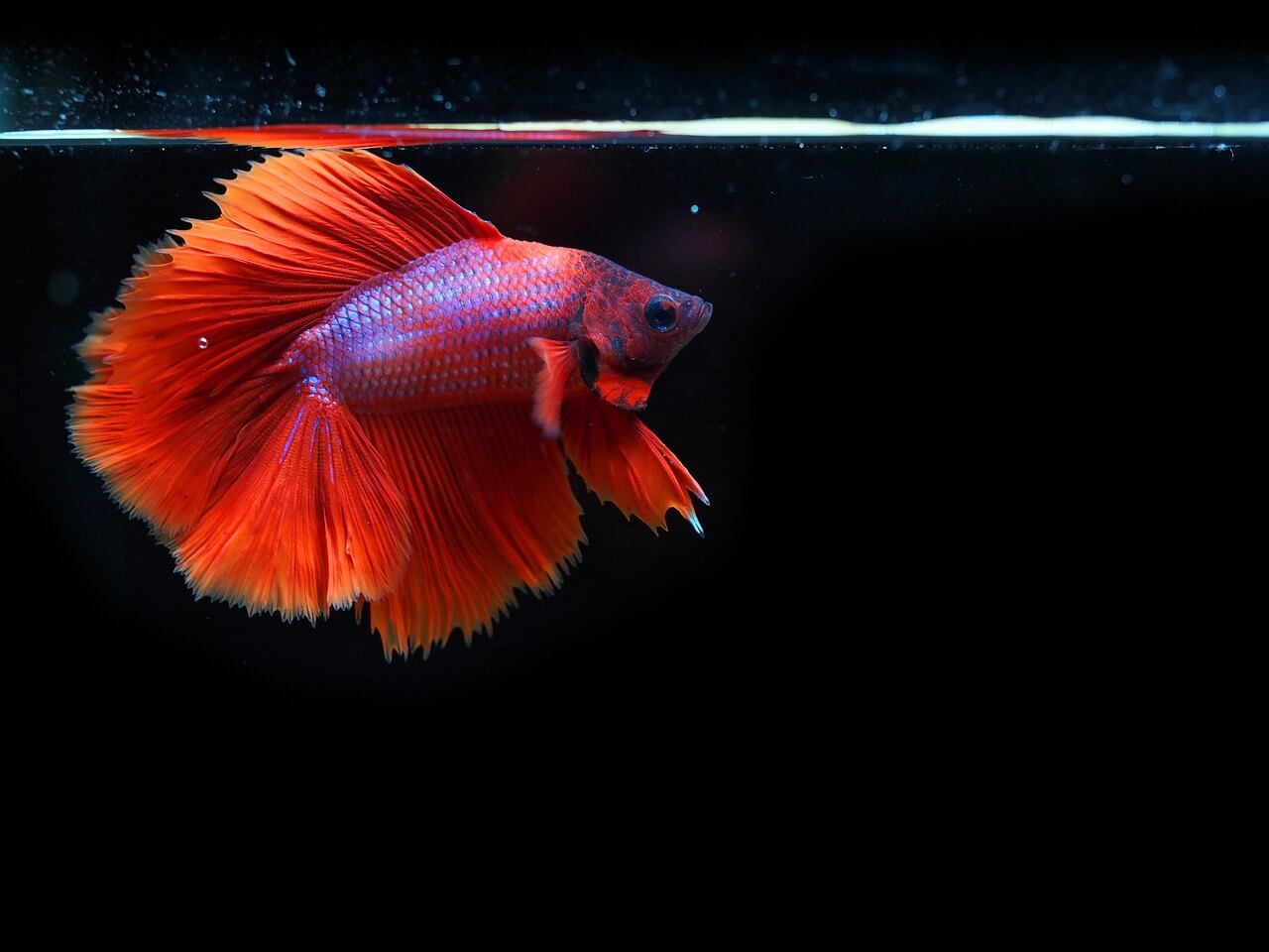 What Water Temperature Is Best for a Betta Fish? A Simple Guide