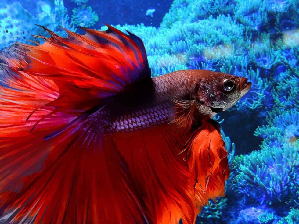 Can Male and Female Bettas Live Together?