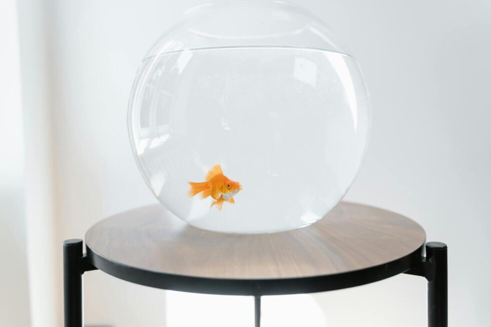 Do Goldfish Sleep? Everything You Need to Know