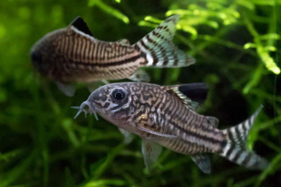 Types of Corydoras Fish: A Complete Guide for Aquarists