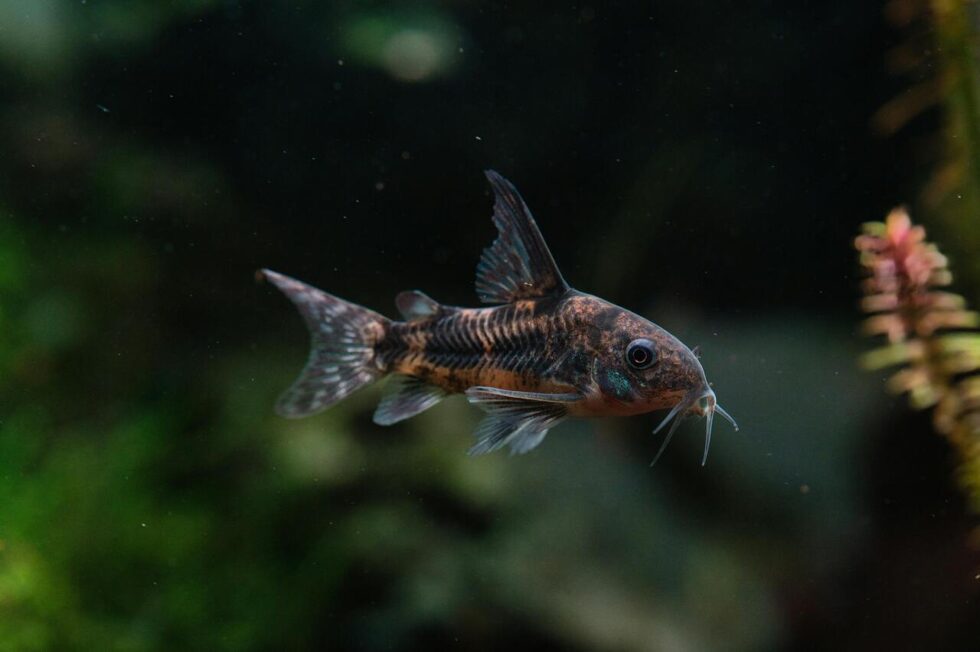 Corydora Eggs: A Guide to Identification, Care, and Hatching