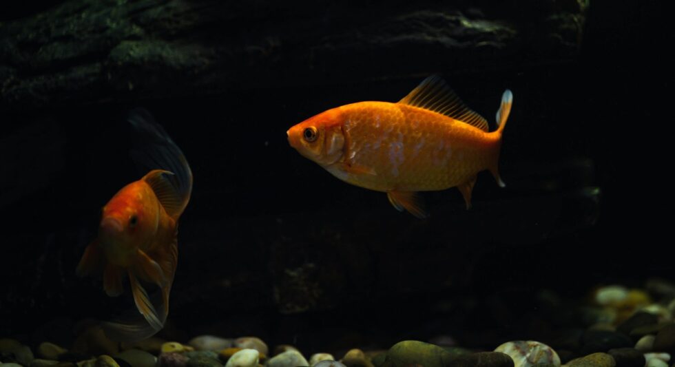 Do Goldfish Have a Good Memory? Debunking the 3-Second Myth