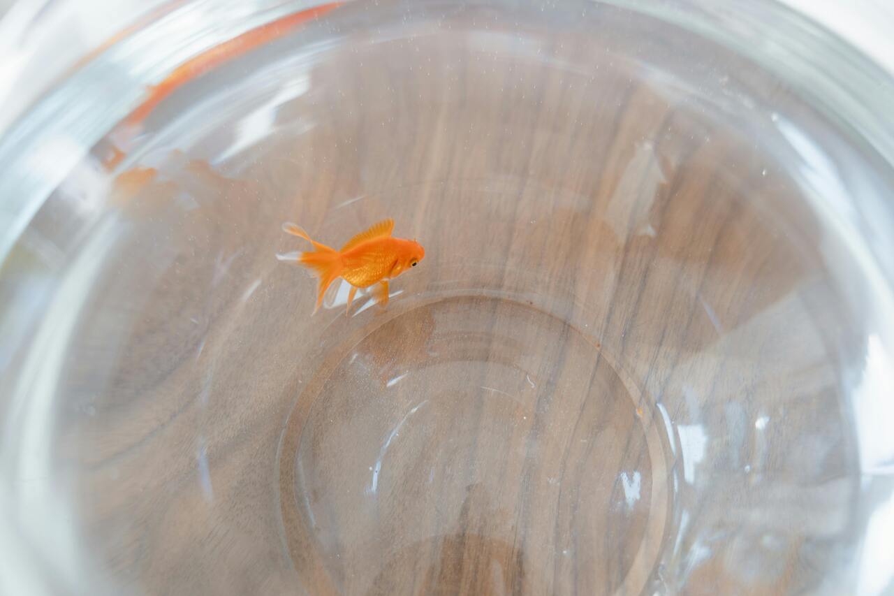 Water Temperature for a Goldfish: All You Need To Know