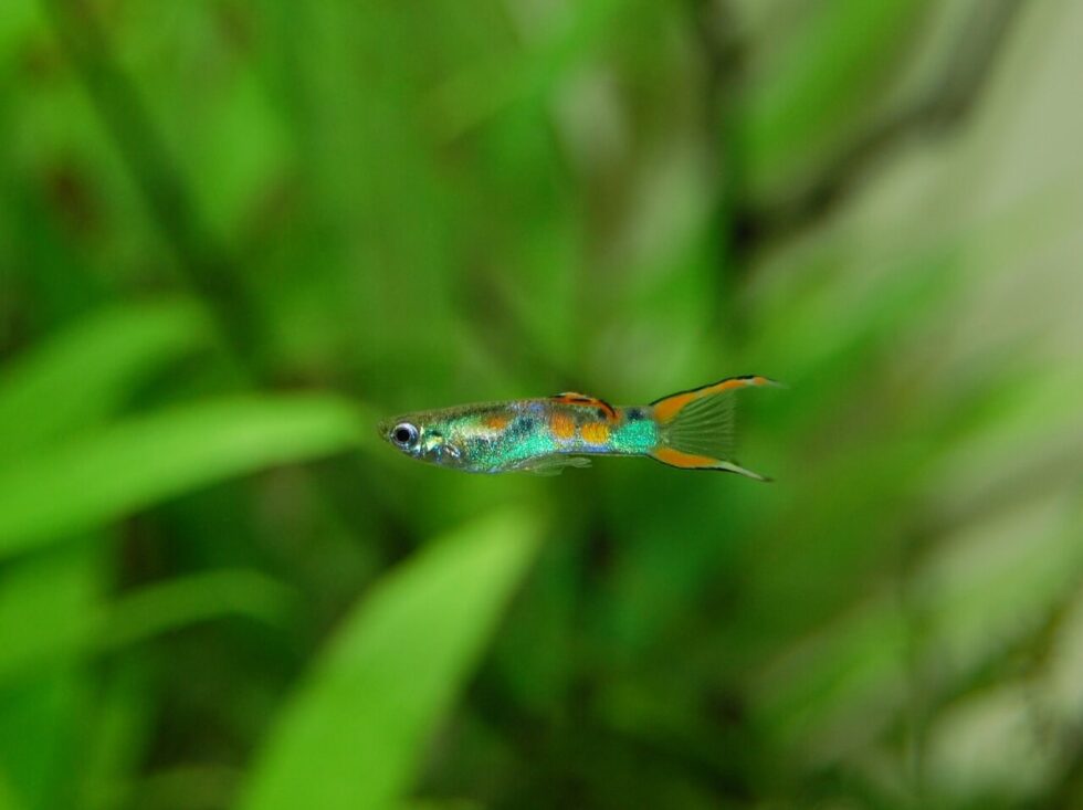 What Does Guppy Fish Eat? A Complete Feeding Guide