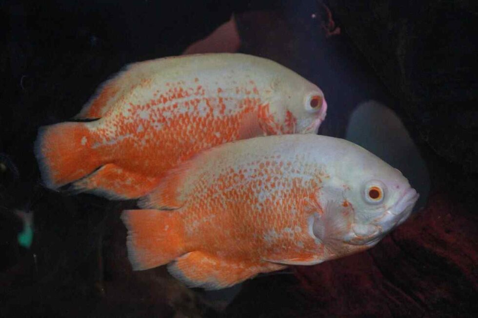 Breeds of Oscar Fish: Colors, Patterns, & Personality Traits