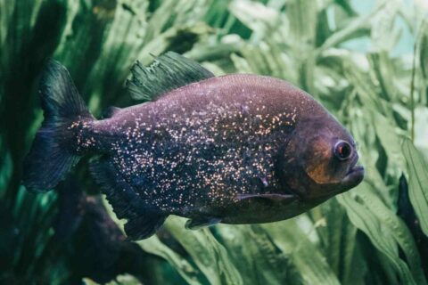 Caring for Oscar Fish: Everything You Need to Know