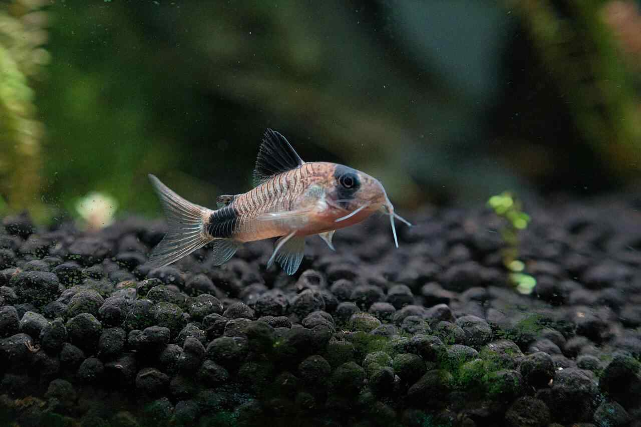 Corydoras Fish Care: A Complete Beginner’s Guide