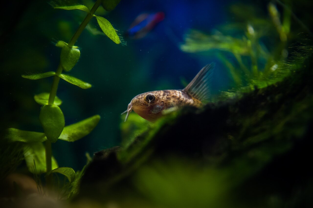 How Big Do Corydoras Get? A Complete Size Guide