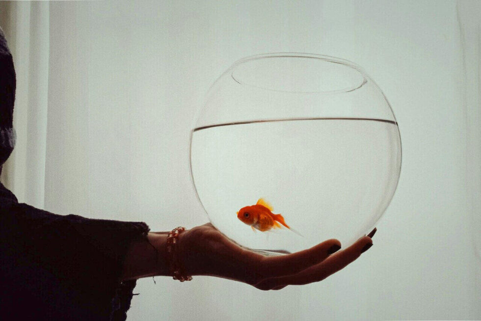 How to Take Care of a Goldfish: A Complete Beginner’s Guide