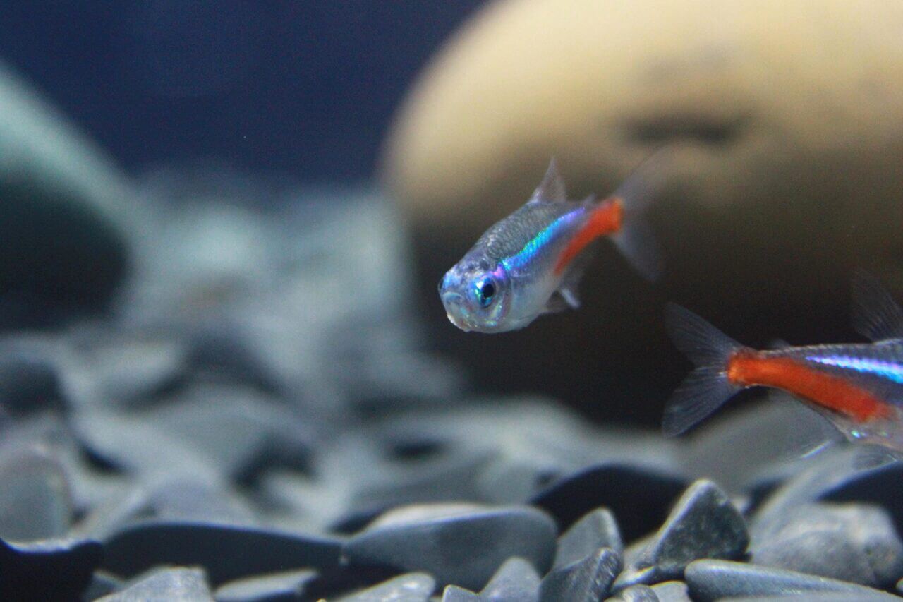 Water Temperature for Tetra Fish: All You Need to Know