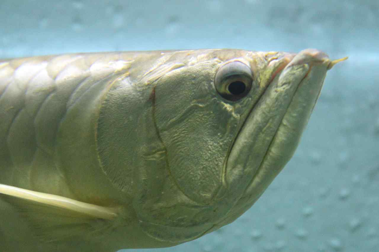 Tank Size for Arowana: Setup, Growth, and Care Tips