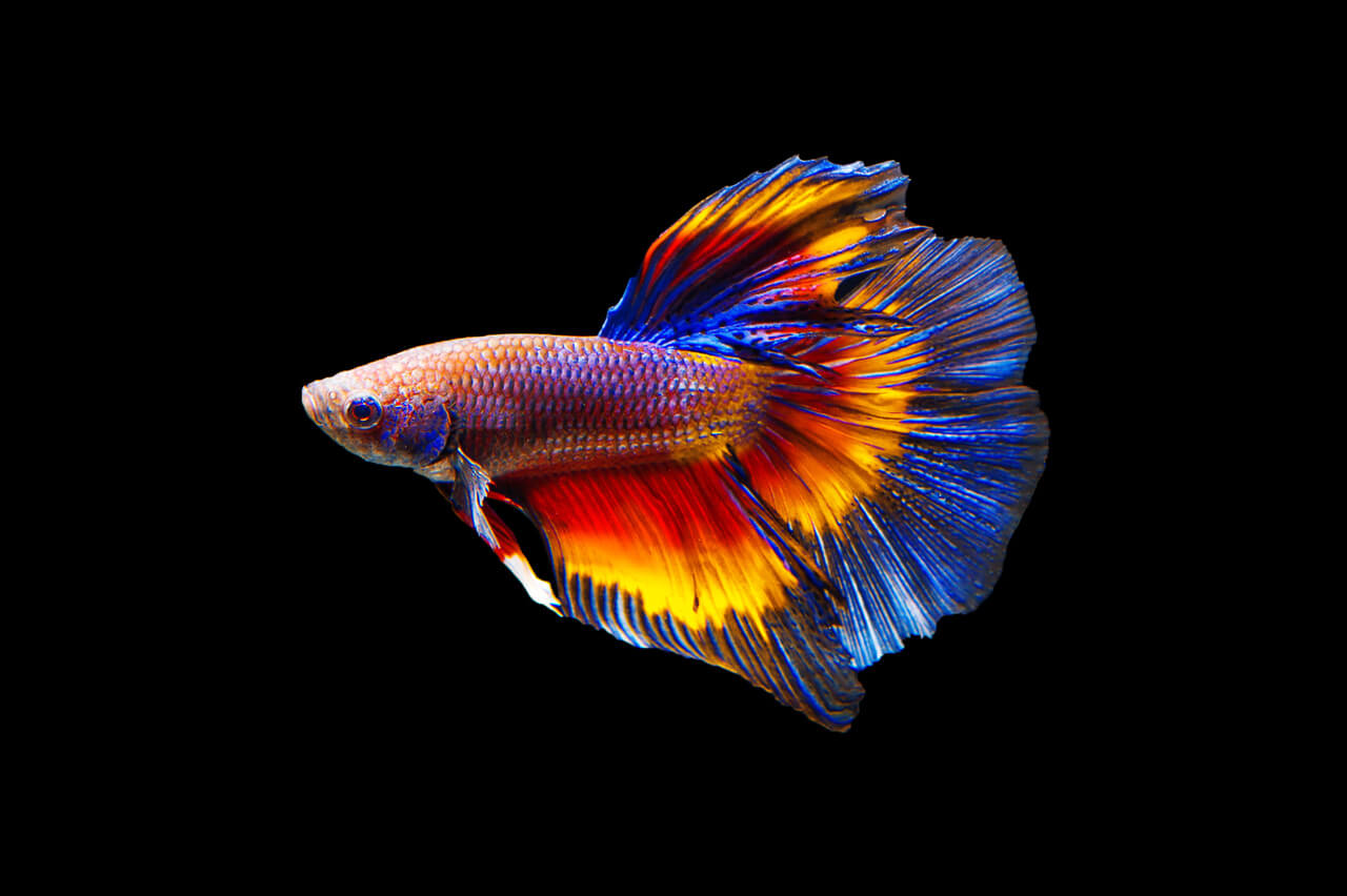 Toys for Betta Fish: Keep Your Betta Happy and Stimulated