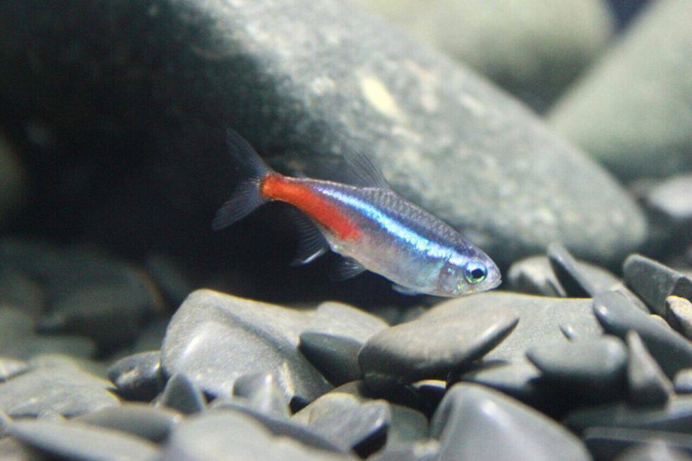 Caring for Tetra Fish: A Beginner’s Guide to Healthy Tetras