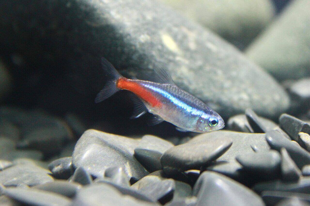 Caring for Tetra Fish: A Beginner’s Guide to Healthy Tetras