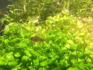 Best Food for Corydoras: A Complete Feeding Guide
