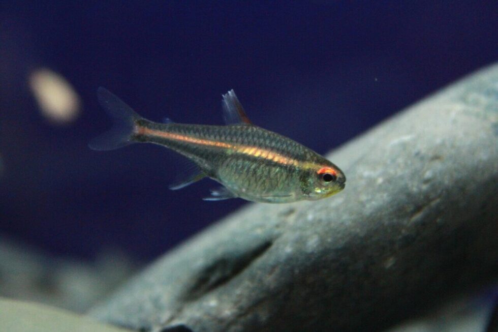 Can Tetras Live With Betta Fish? All You Need to Know