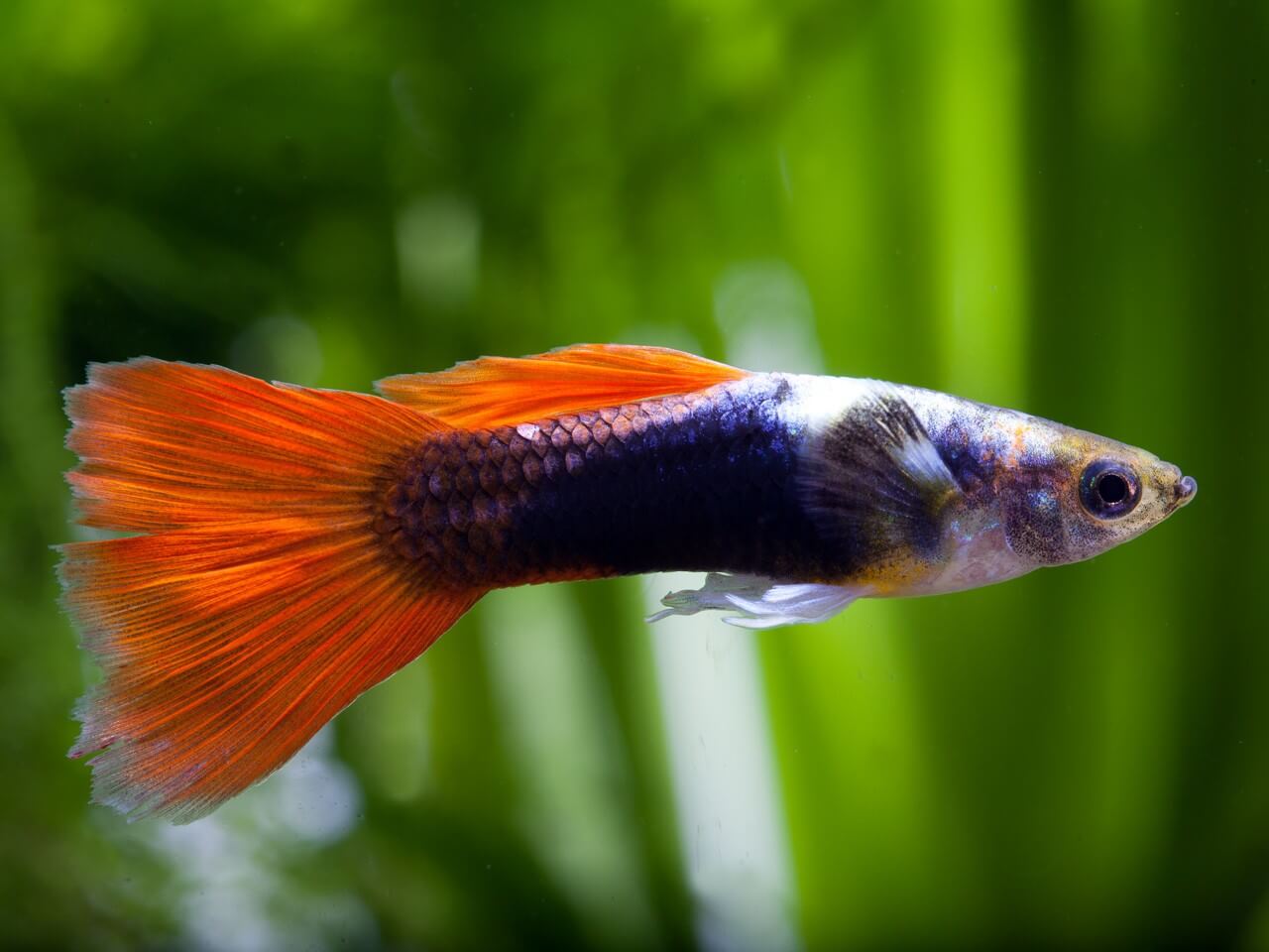 What Does a Guppy Fish Look Like? A Complete Guide