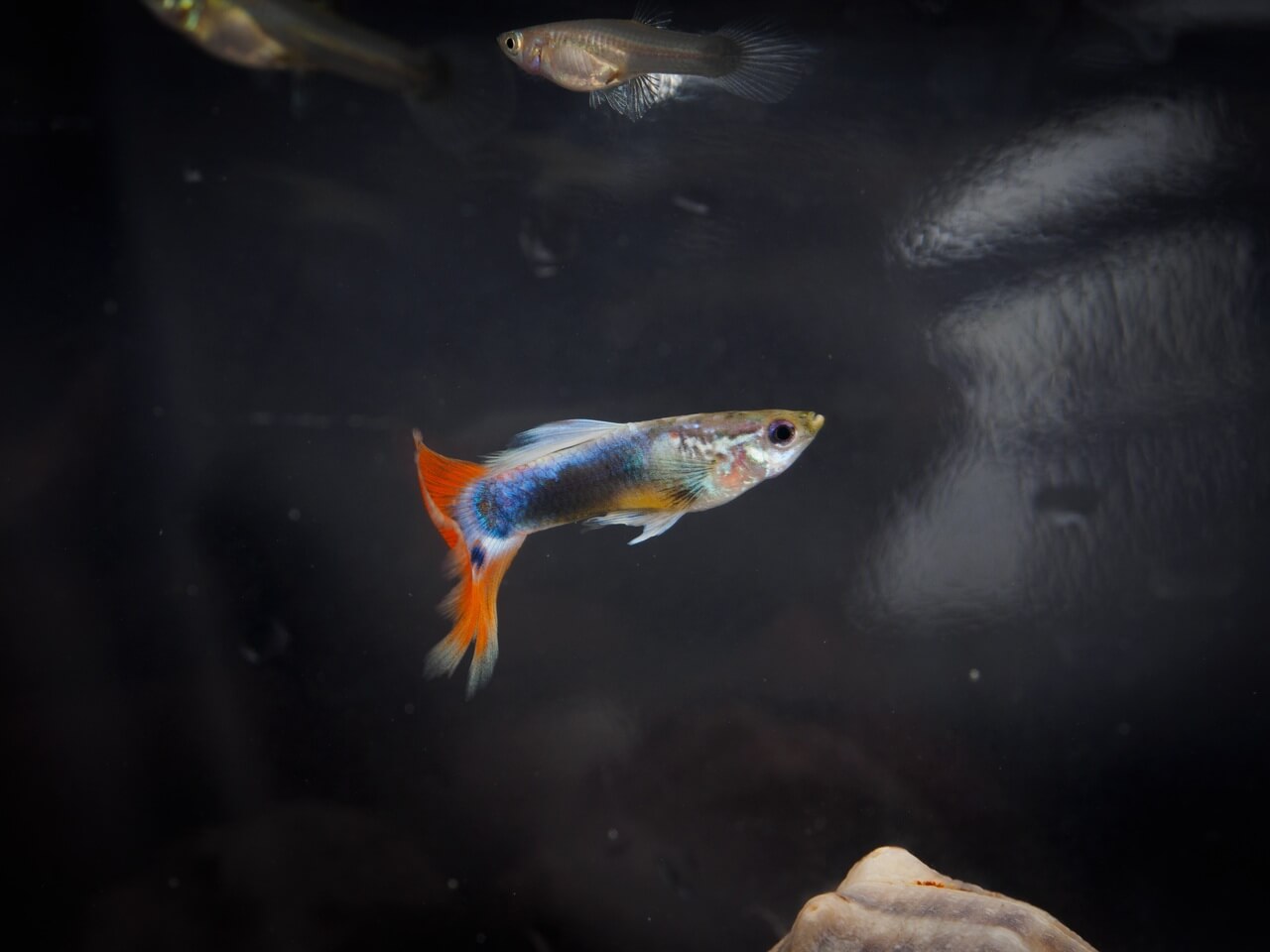 What Is a Guppy Fish? A Beginner-Friendly Guide