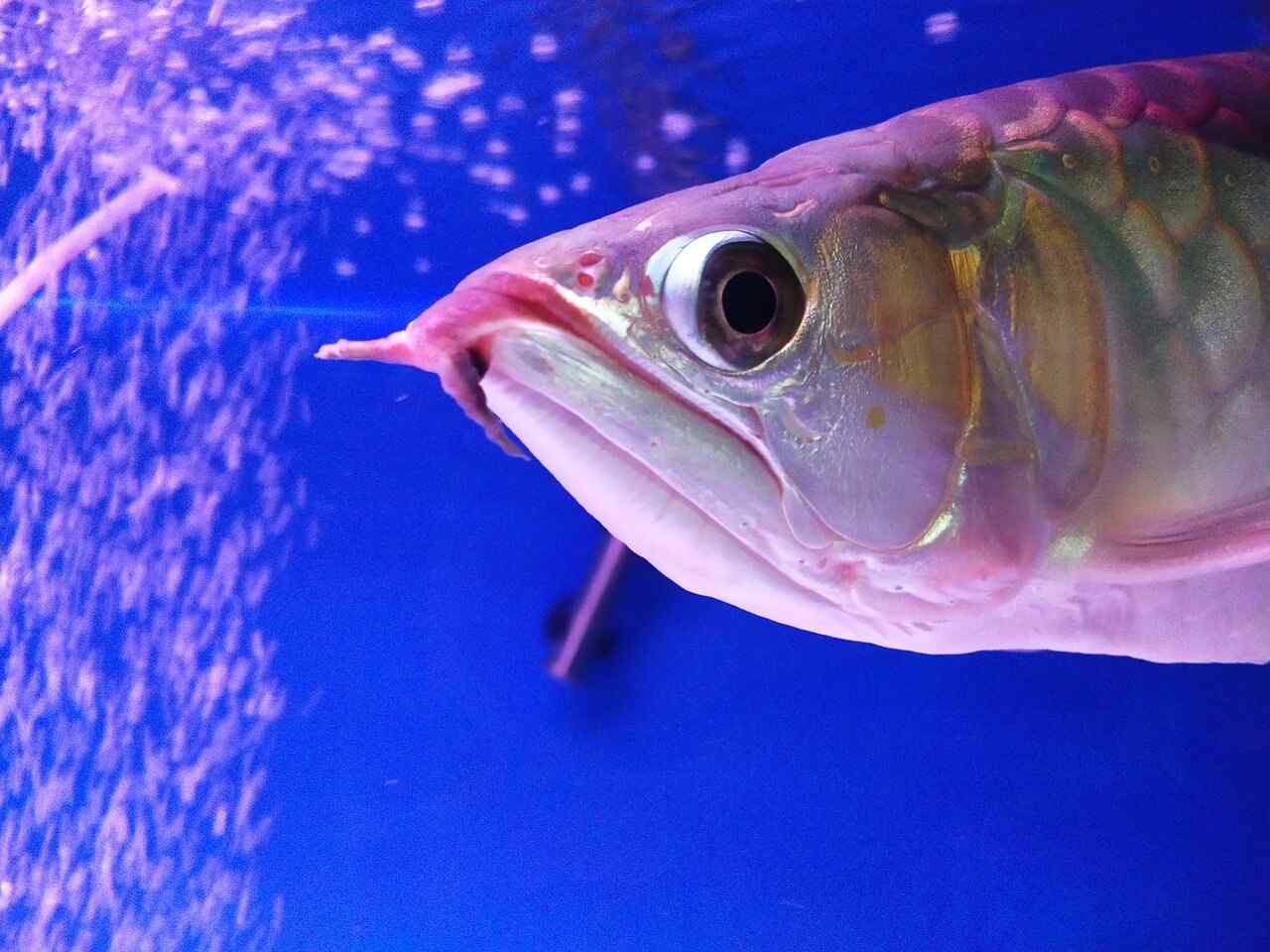 Care for Arowana: The Ultimate Guide for Majestic Fish