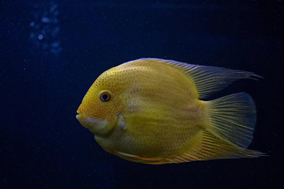 Oscar Fish as Pets: A Guide to Keeping These “Water Puppies”