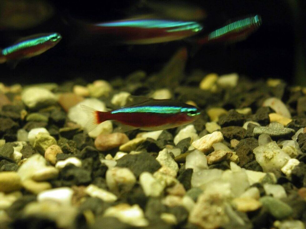 What Do Tetras Fish Eat? A Complete Feeding Guide