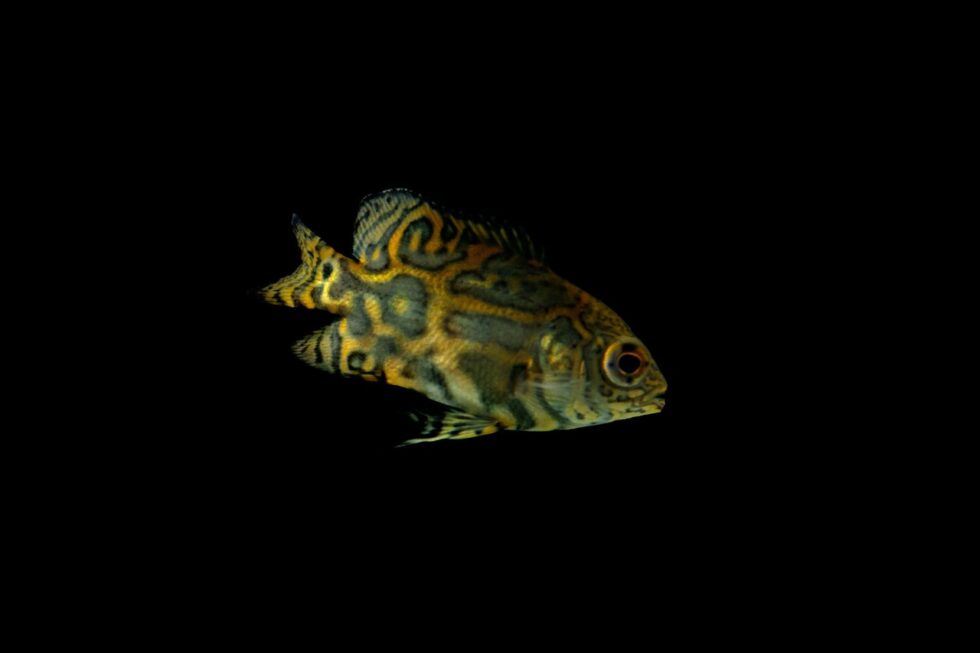 What Does an Oscar Fish Look Like? A Complete Visual Guide