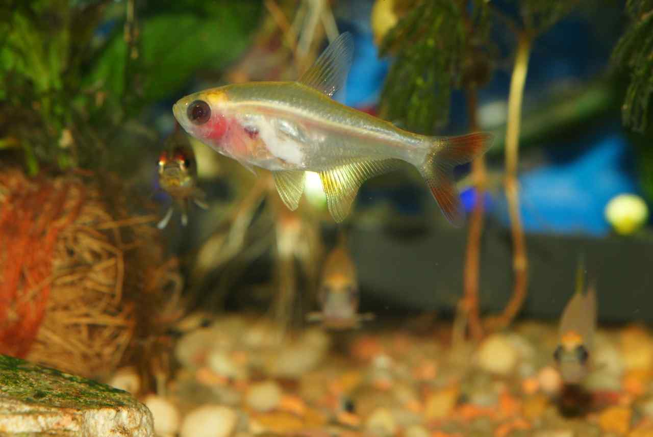 Tetra Fish Aquarium Setup: A Complete Beginner-Friendly Guide